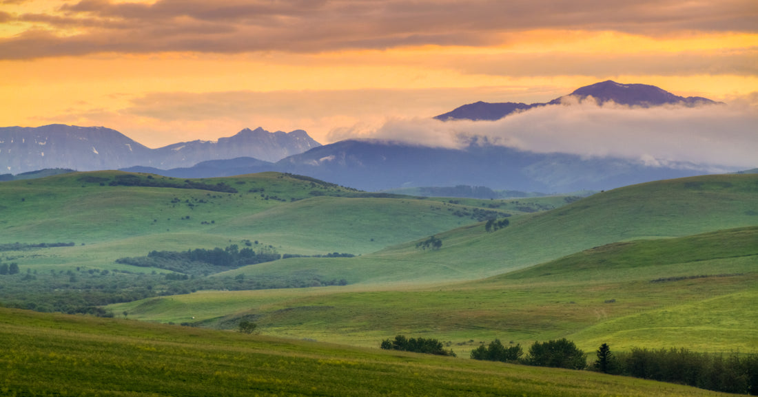 Ingredients We Use – Simply Savoured Skincare